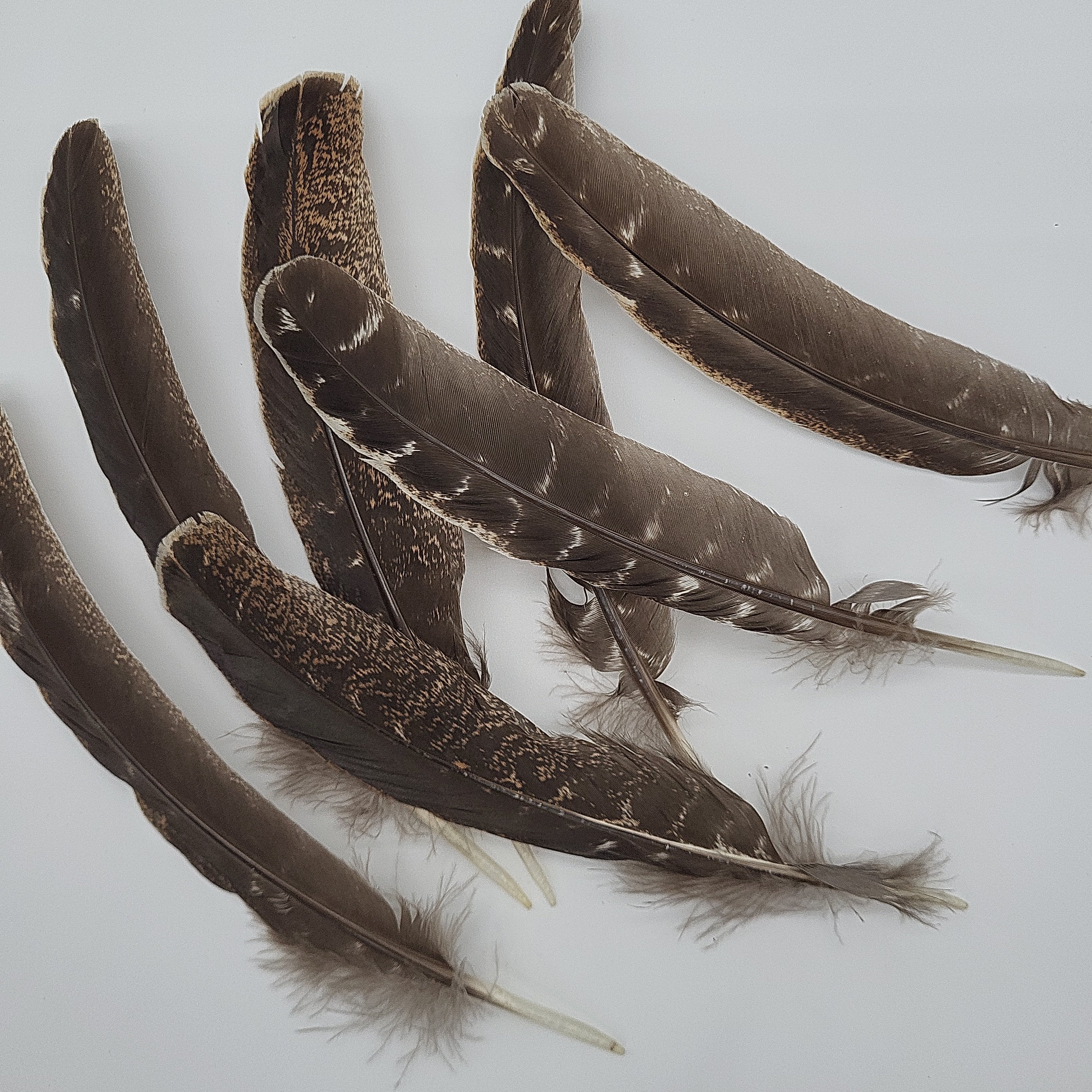 Turkey Feather – Kuantum Life